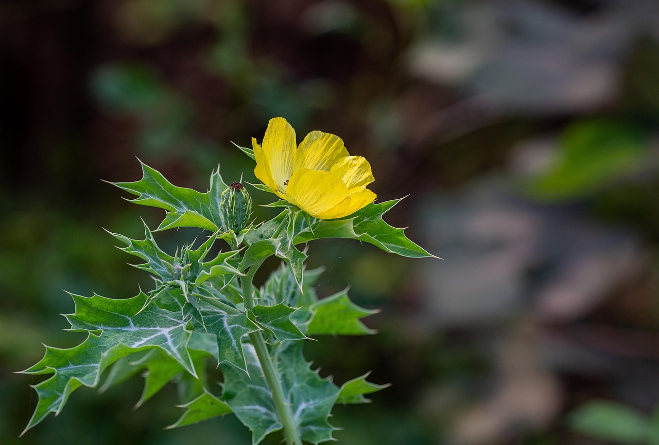 Argemone Mexicana Flor Café Picos - Foto gratis en Pixabay - Pixabay
