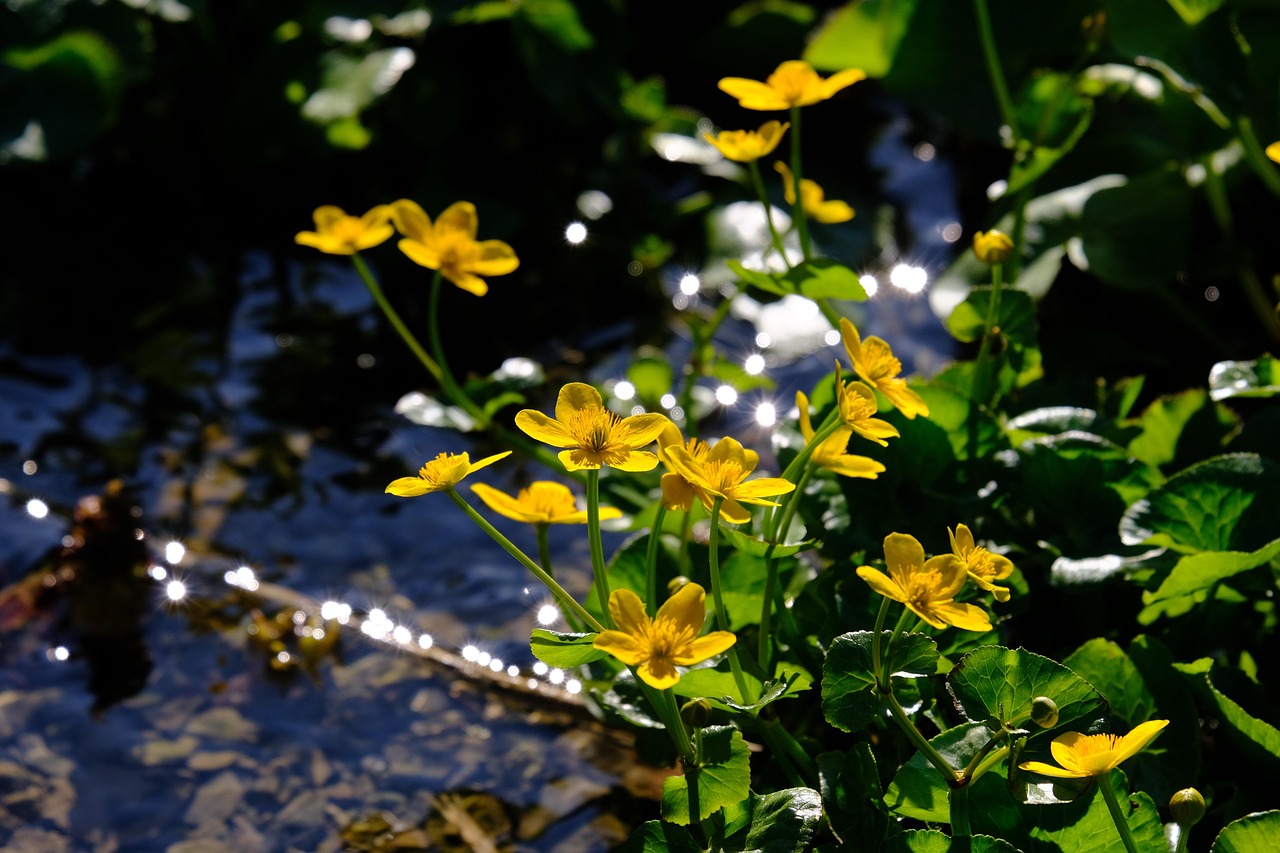 Marigold Rawa Bunga Mekar - Foto gratis di Pixabay - Pixabay