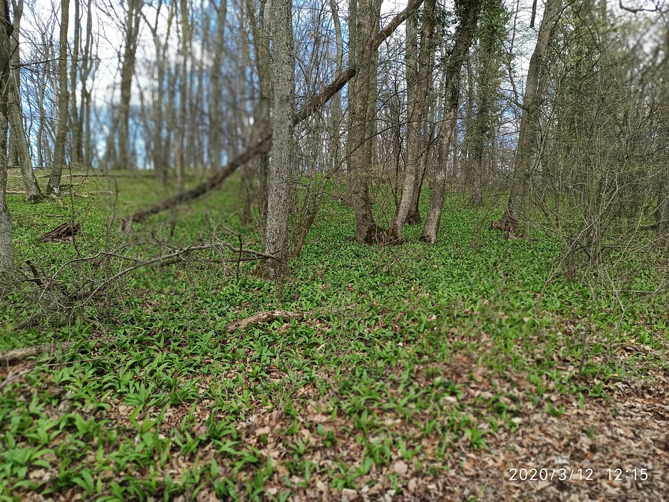 Wild Garlic Forest Wienerwald - Free photo on Pixabay - Pixabay