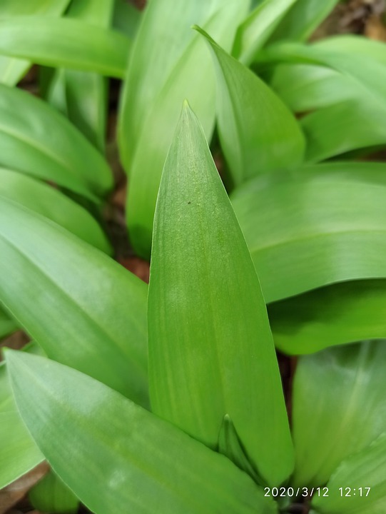 Wild Garlic Forest Wienerwald - Free photo on Pixabay
