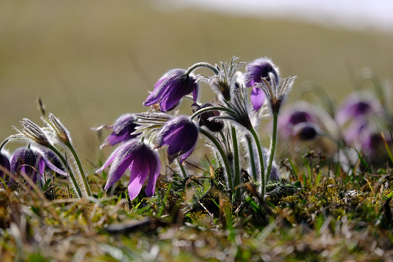 Pasque Flower Blossom - Free photo on Pixabay - Pixabay