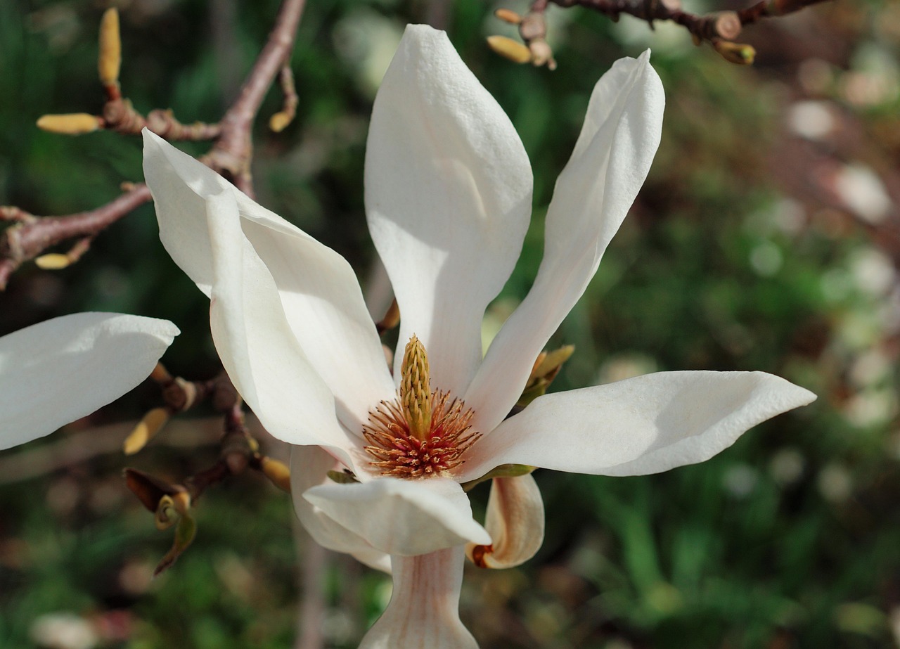 Flor De Magnolia Jardín Primavera - Foto gratis en Pixabay - Pixabay