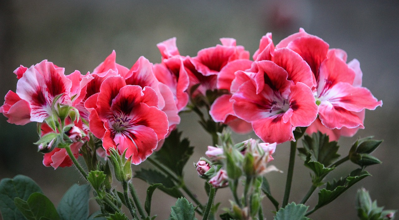 Flores Natureza O Jardim - Foto gratuita no Pixabay - Pixabay