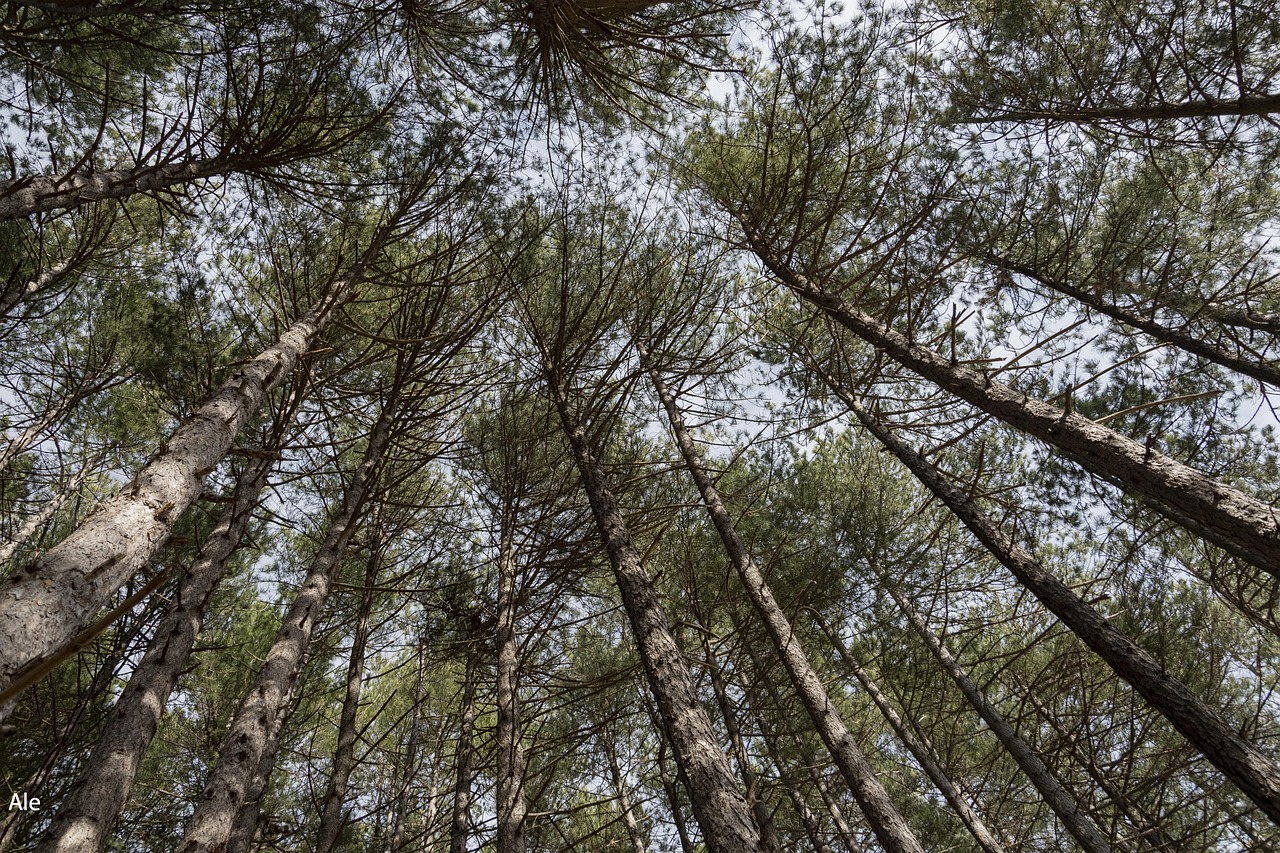 Des Arbres Pins Conifères À - Photo gratuite sur Pixabay - Pixabay