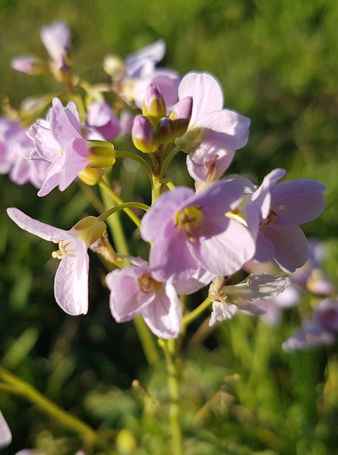 Cardamine Pratensis Flor De - Foto gratuita no Pixabay - Pixabay