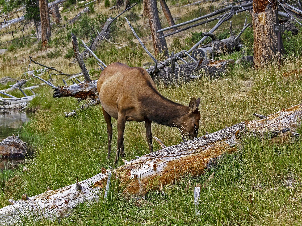 Ciervo Animal Mamífero Fauna - Foto gratis en Pixabay - Pixabay