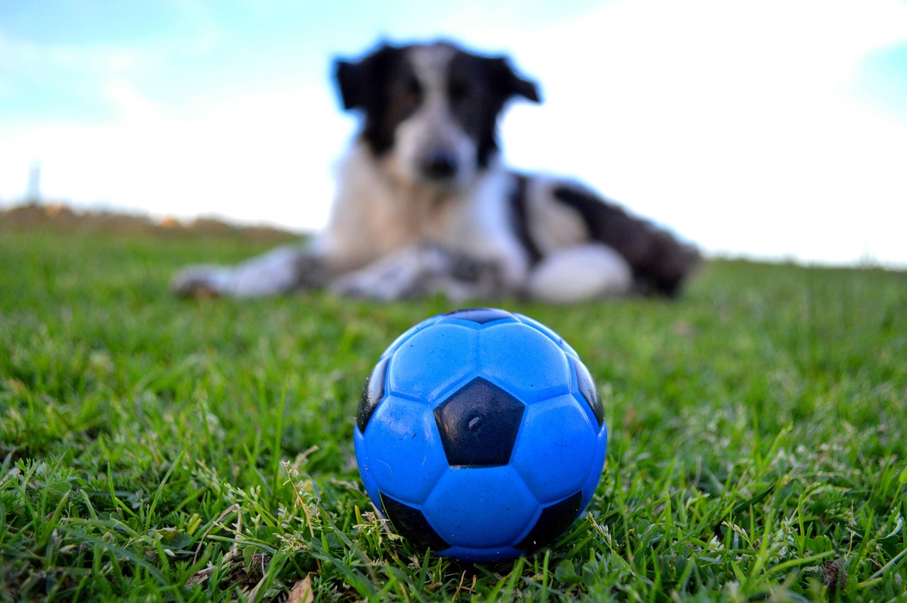 Dog Play Animals - Free photo on Pixabay - Pixabay