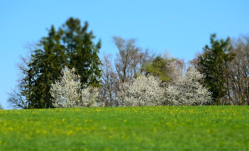 Meadow Grass Nature - Free photo on Pixabay