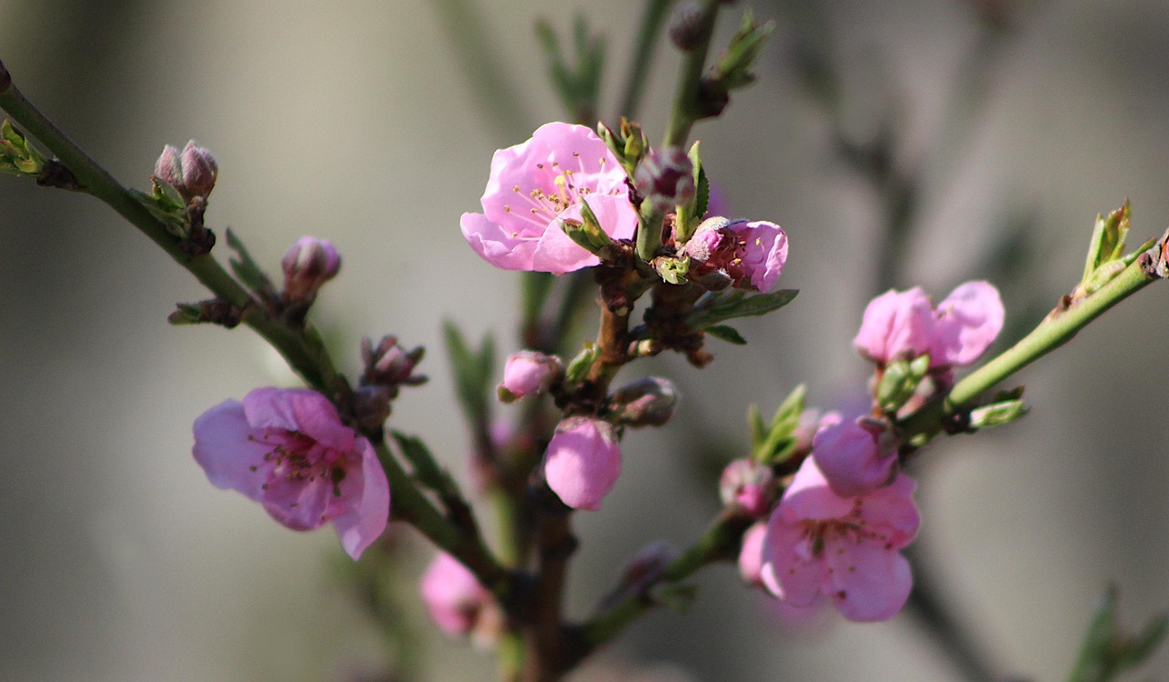 Nature Plants Flowers - Free photo on Pixabay