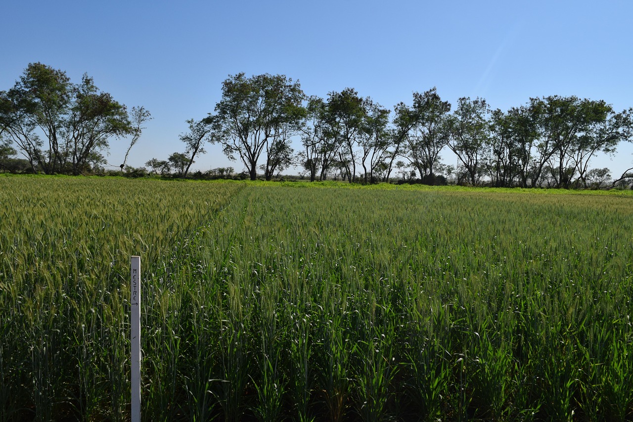 Field Of - Free photo on Pixabay - Pixabay