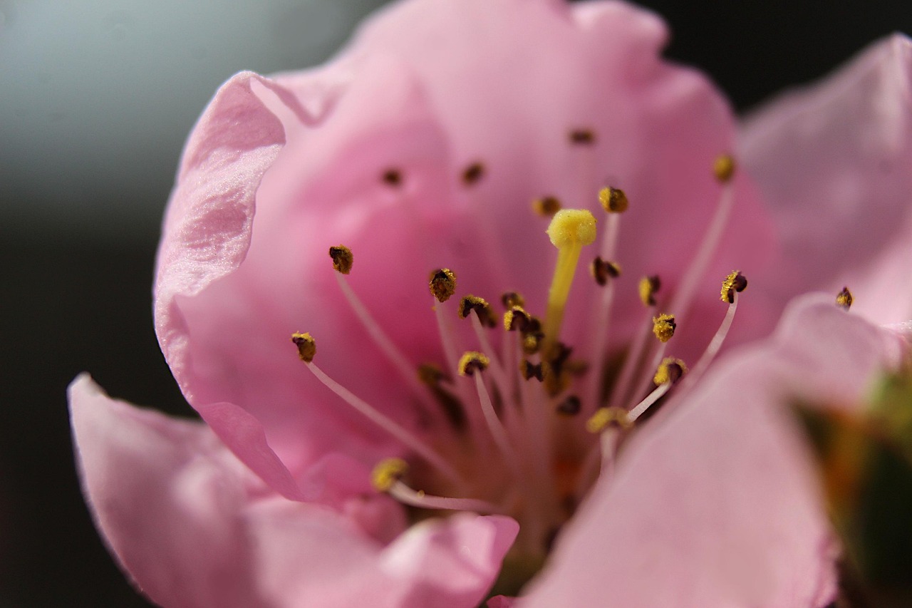 Nature Plants Flowers - Free photo on Pixabay