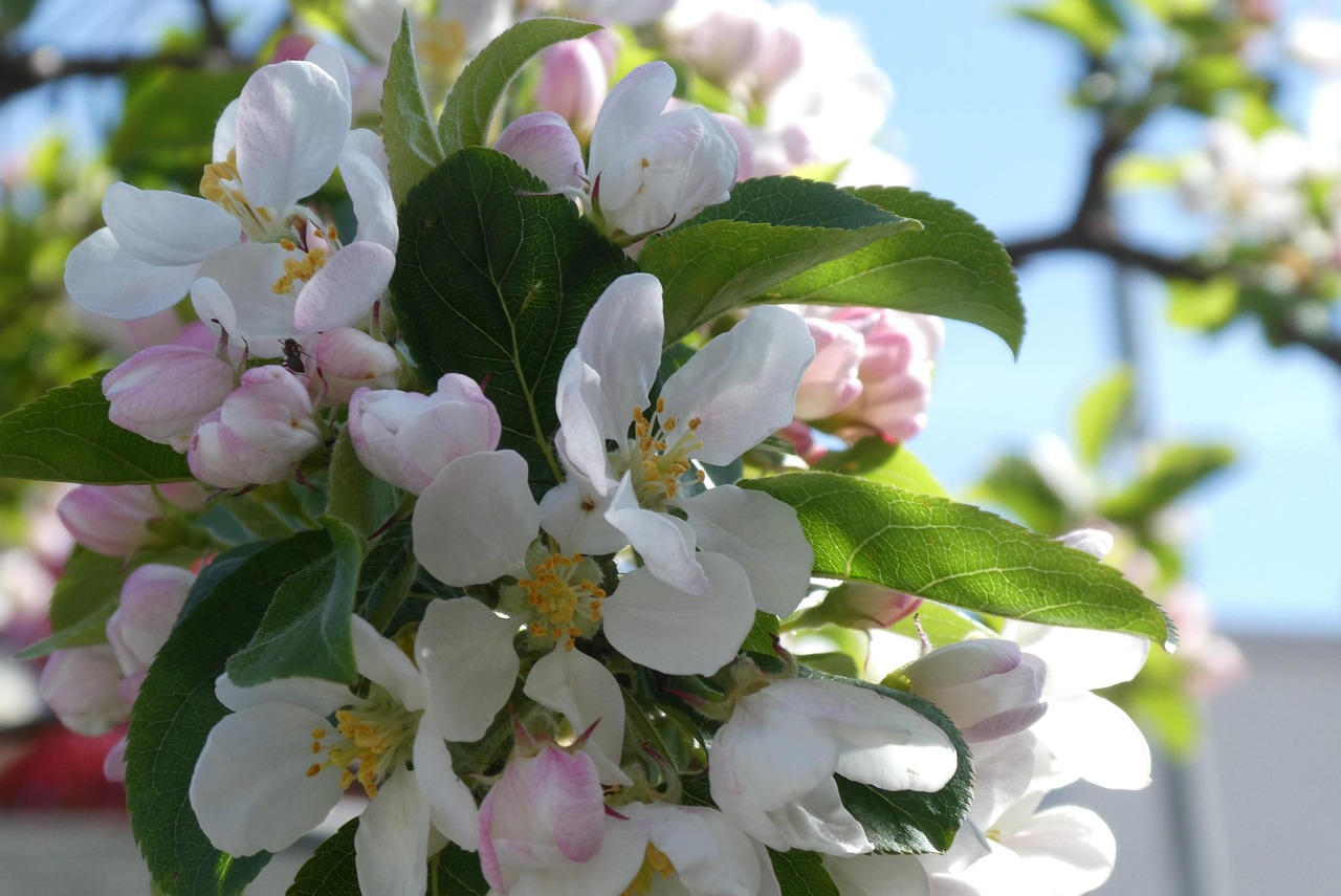 Bunga Apel Blossom Sierappelboom - Foto gratis di Pixabay - Pixabay
