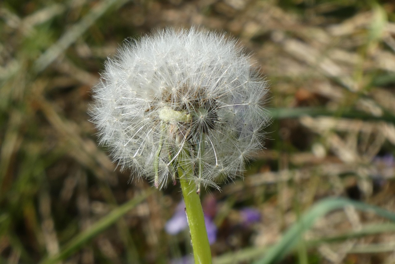 Dandelion Fluff Finished Blooming - Free photo on Pixabay - Pixabay