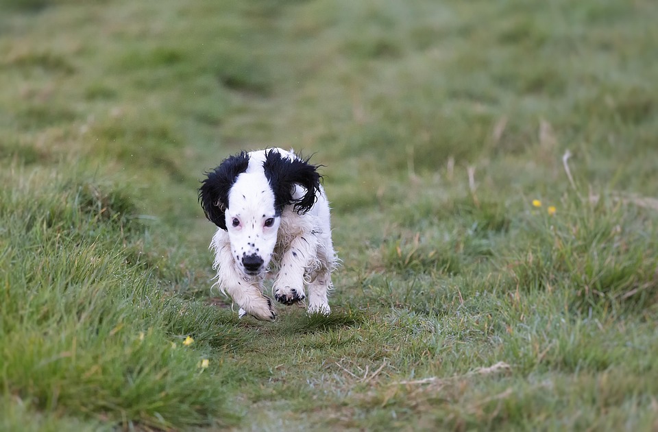 Puppy Dog Countryside - Free photo on Pixabay - Pixabay