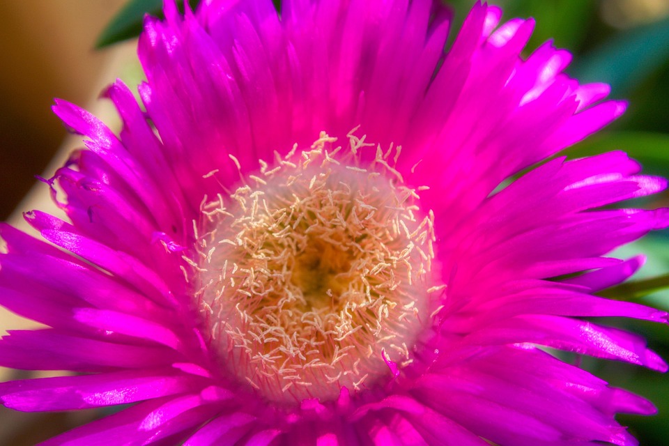 Flowers Nature Relax - Free photo on Pixabay - Pixabay