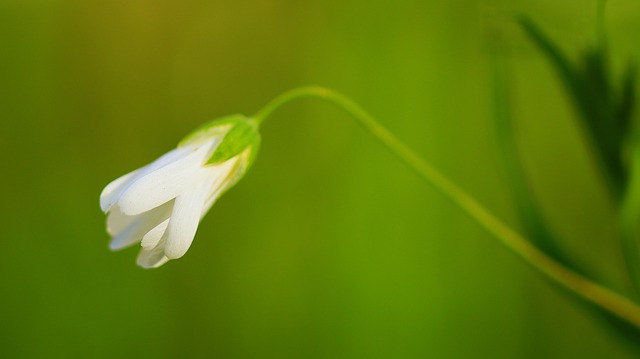 Flower Blossom Bloom Close - Free photo on Pixabay