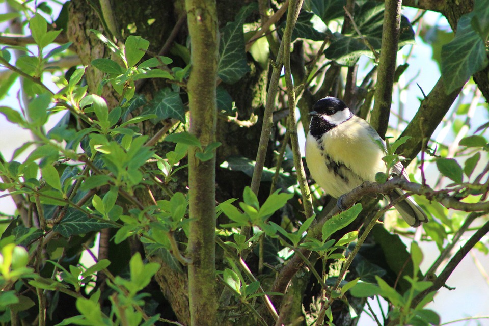 Tit Bird Great - Free photo on Pixabay - Pixabay