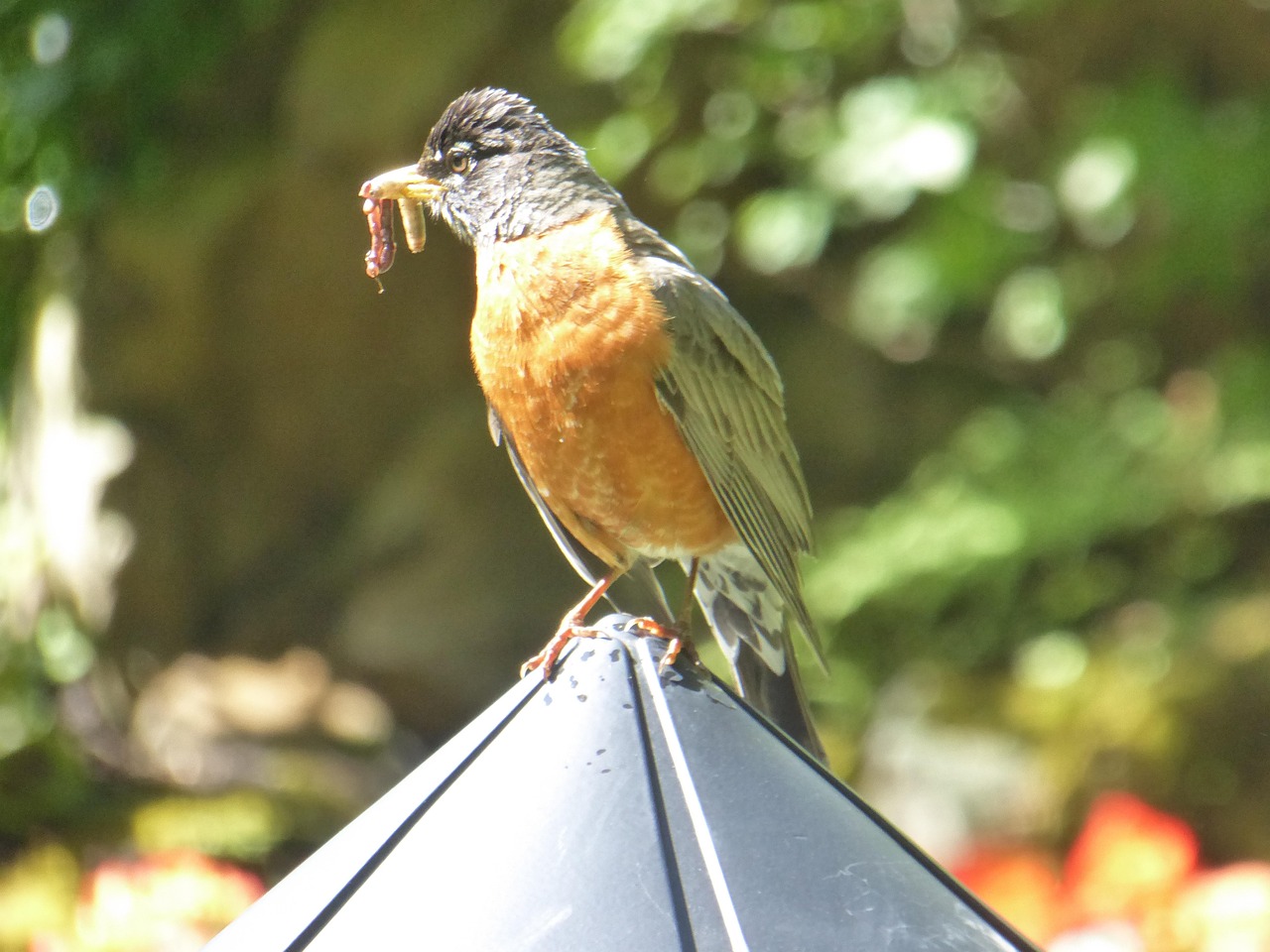 Robin Amerika Cacing - Foto gratis di Pixabay - Pixabay