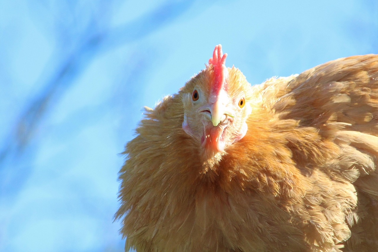 Poulet Poule La Volaille - Photo gratuite sur Pixabay - Pixabay