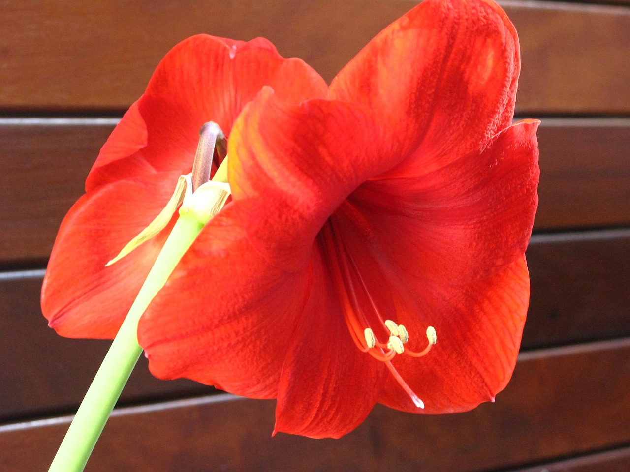 Orchidée Fleur Plante - Photo gratuite sur Pixabay - Pixabay