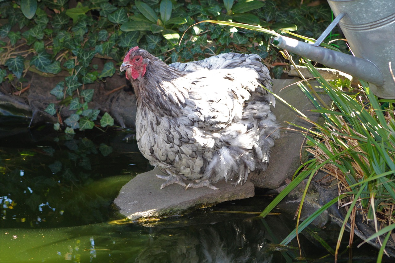 Poulet Poule La Volaille - Photo gratuite sur Pixabay - Pixabay