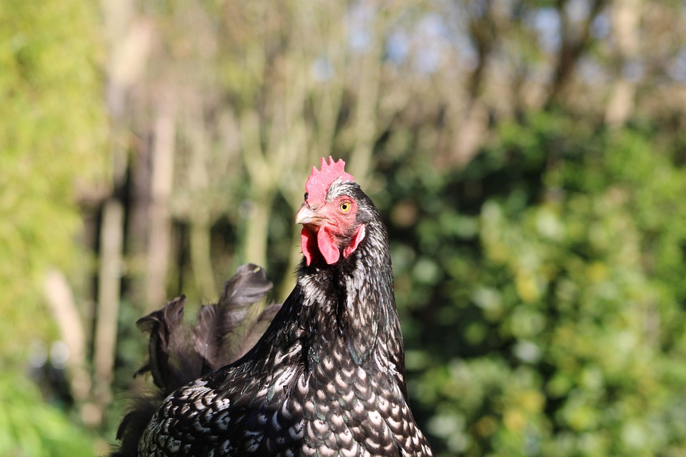Poulet Poule La Volaille - Photo gratuite sur Pixabay - Pixabay