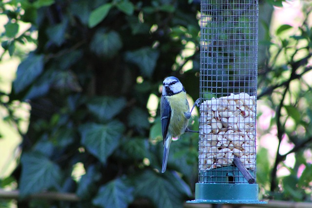 Tit Bird Great - Free photo on Pixabay - Pixabay