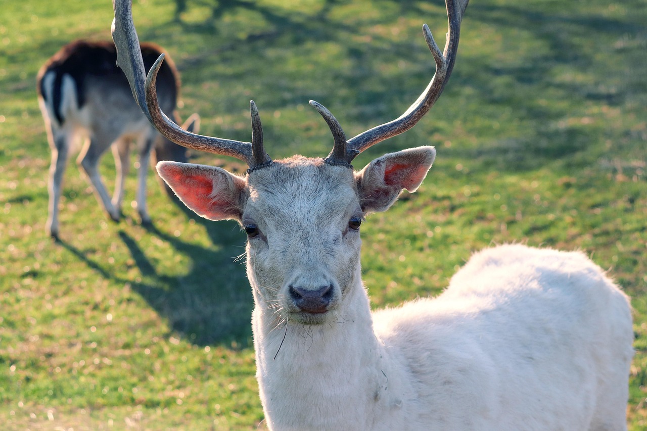 10+ Free Weißes Damwild & Fallow Deer Images - Pixabay