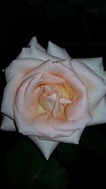 Des Roses Rose Blanche - Photo gratuite sur Pixabay - Pixabay