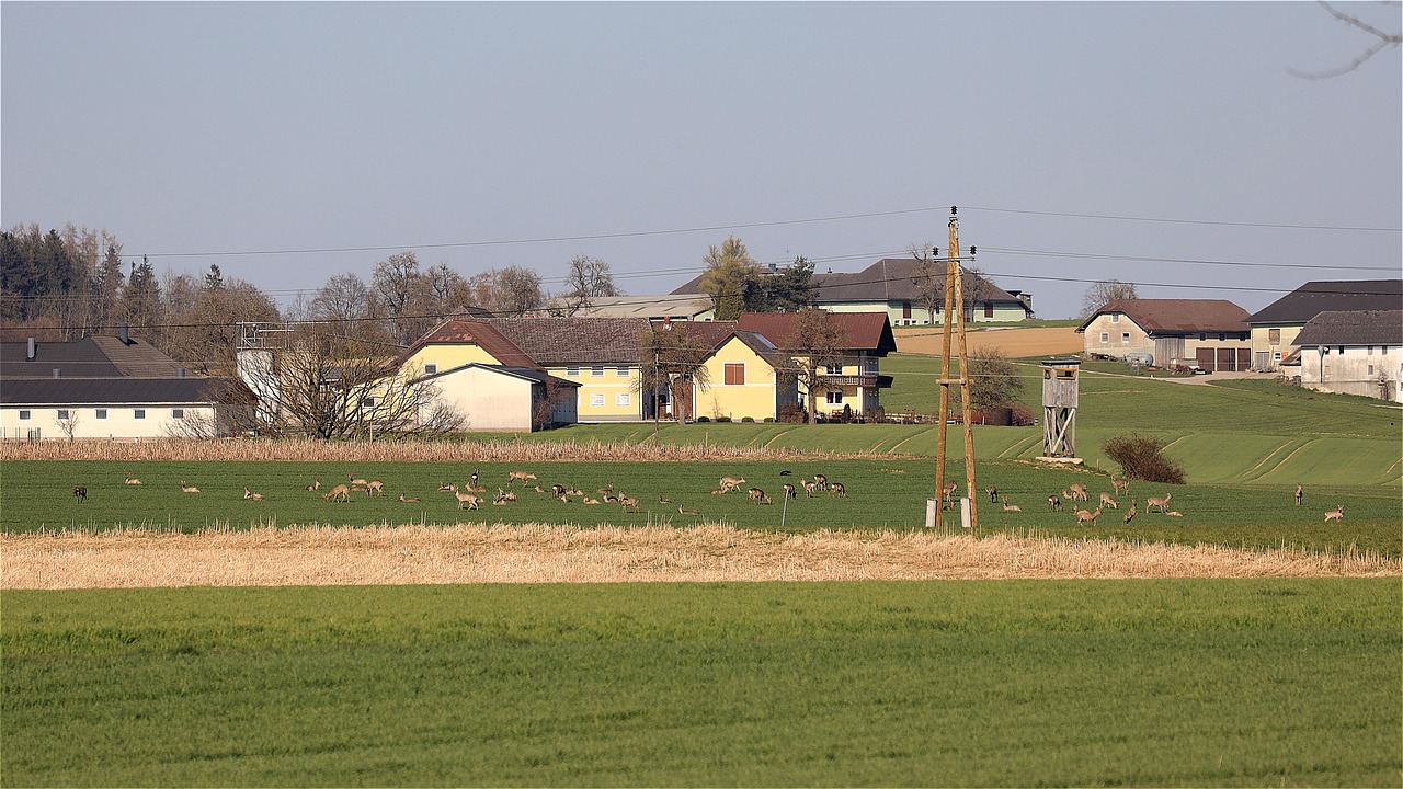 100+ Free Deer Farm & John Deere Images - Pixabay