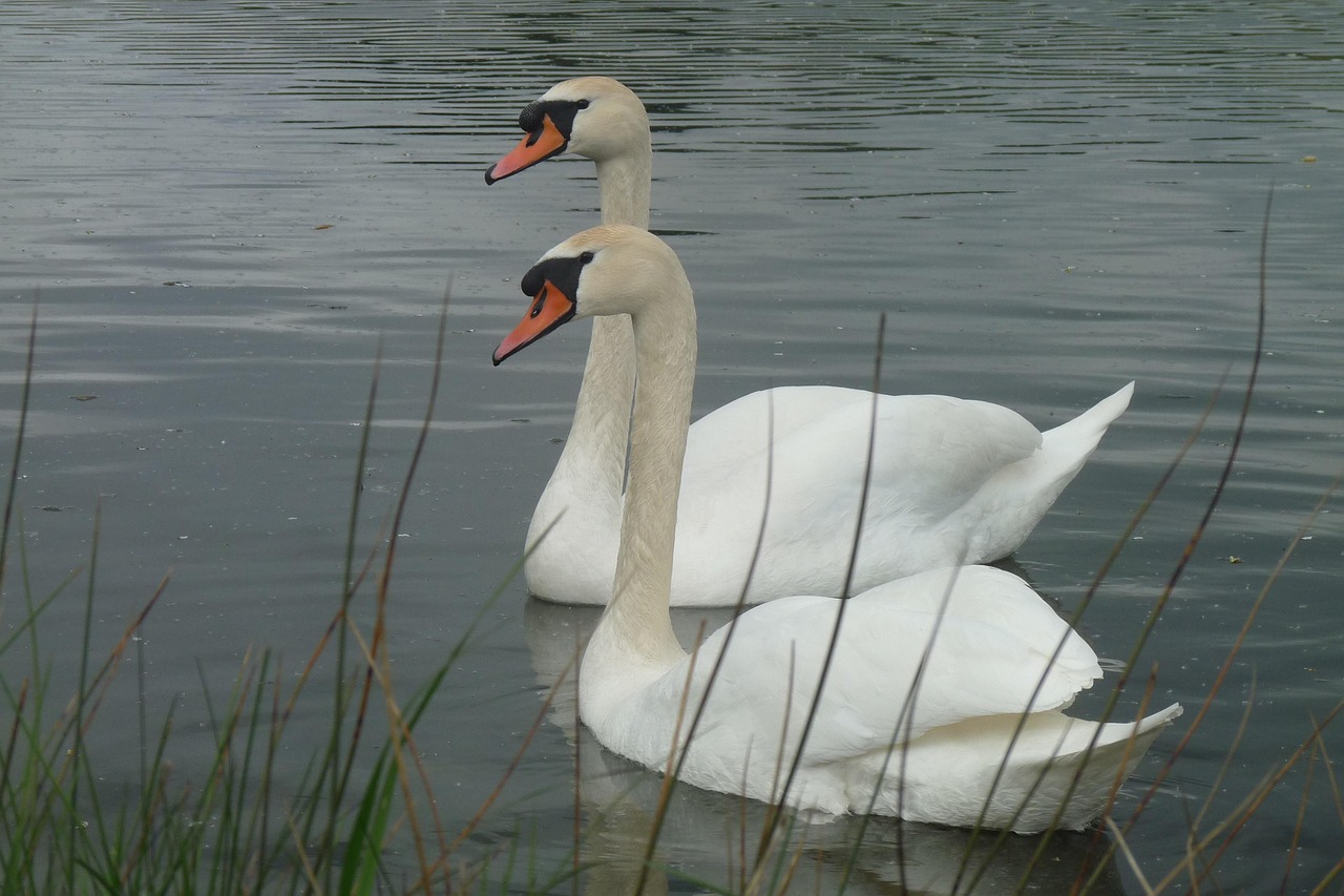 Cisne Cisnes Natureza Pássaro - Foto gratuita no Pixabay - Pixabay
