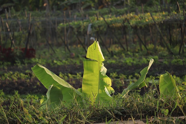 Feuille De Bananier Kerala - Photo gratuite sur Pixabay - Pixabay