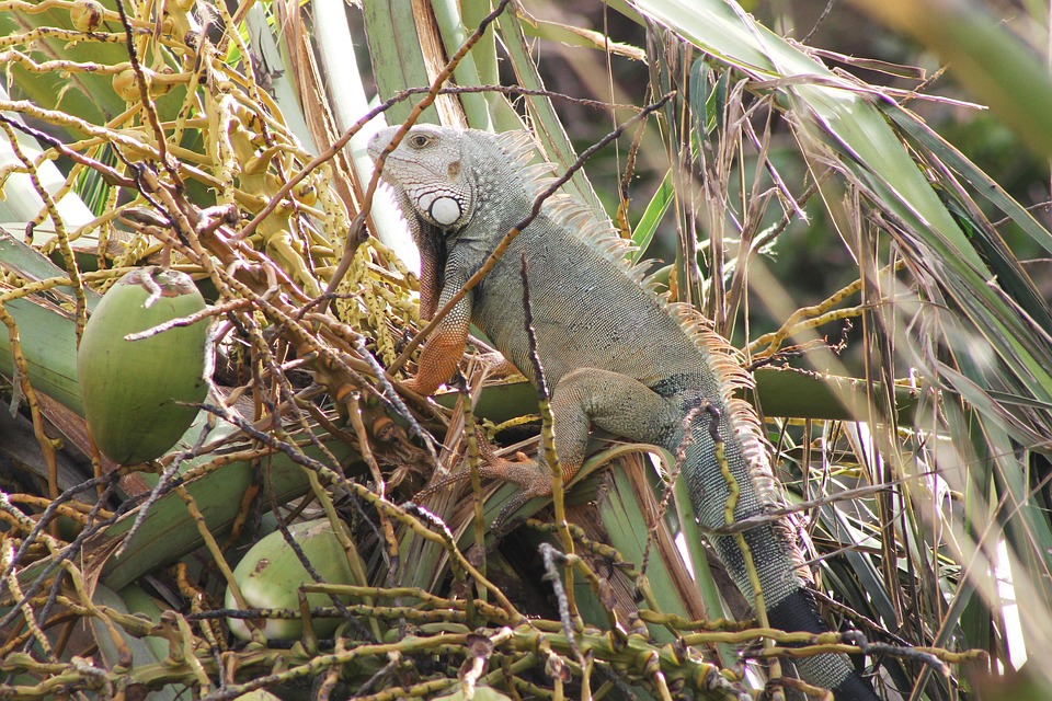 Iguana Lizard Dragon - Free photo on Pixabay