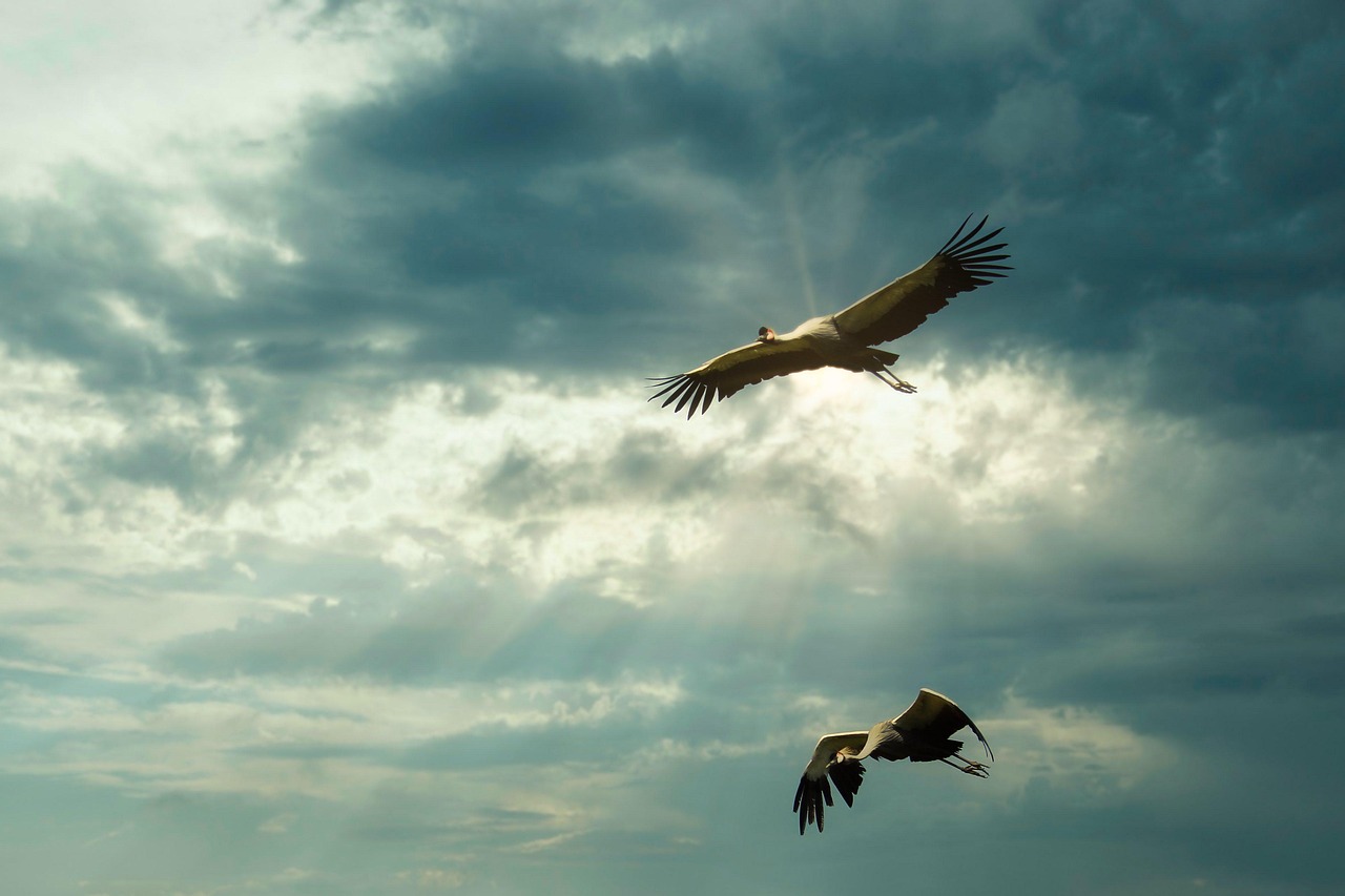 Cranes Migratory Birds Flock Of - Free photo on Pixabay