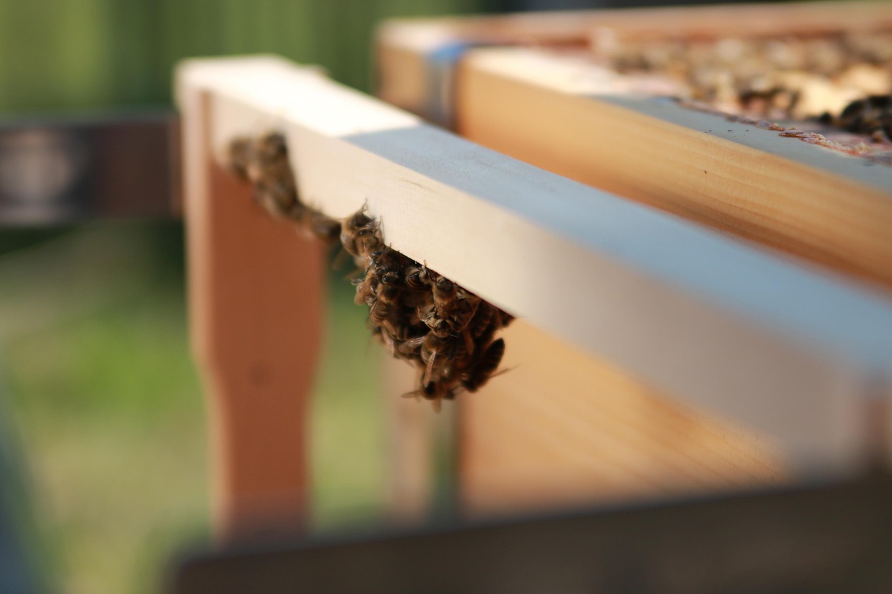 Bees Beekeepers Honey - Free photo on Pixabay - Pixabay