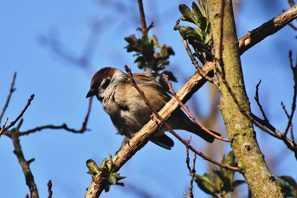 Sparrow Sperling Bird Little - Free photo on Pixabay