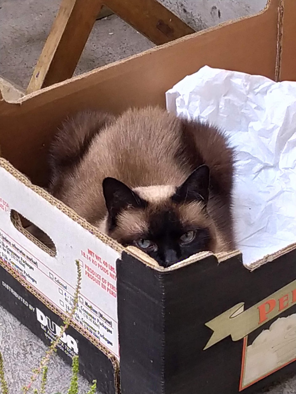 Gato Caixa Bonitinho Bicho De - Foto gratuita no Pixabay - Pixabay