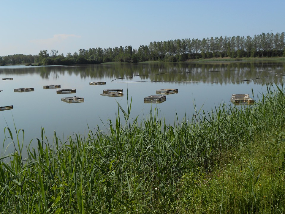 Etang Dombes - Photo gratuite sur Pixabay - Pixabay