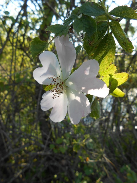 Fleur Dombes - Photo gratuite sur Pixabay - Pixabay