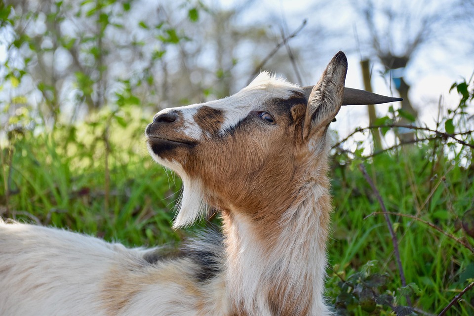 Goat Horns Goatee - Free photo on Pixabay - Pixabay