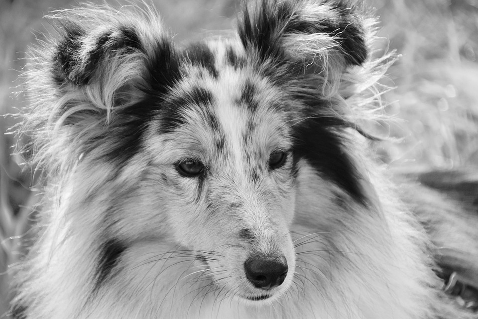 Anjing Betina - Foto gratis di Pixabay