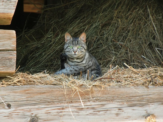 Cat Hay Sweet Farm - Free photo on Pixabay - Pixabay