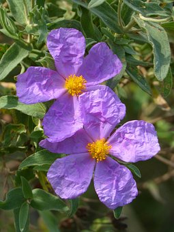50+ Free Steppe Flower & Steppe Images