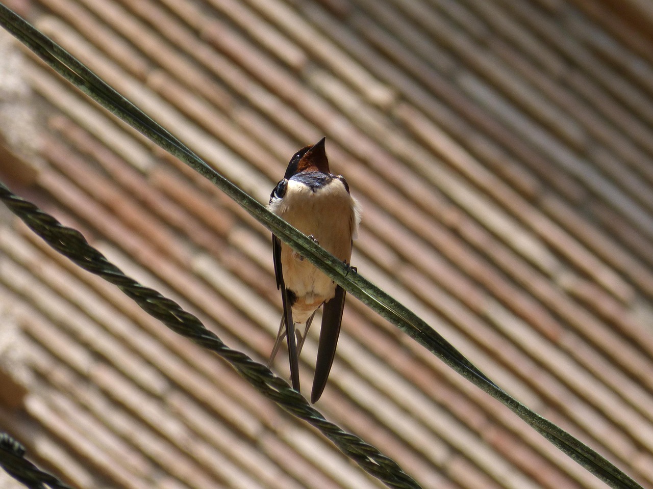 Swallow Spring Orenet - Free photo on Pixabay - Pixabay