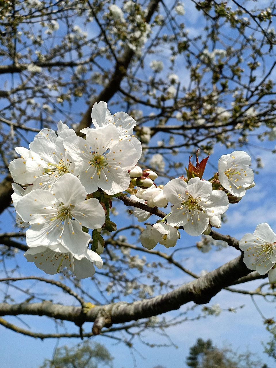 Bigarreau Napoleon Cherry Tree - Free photo on Pixabay