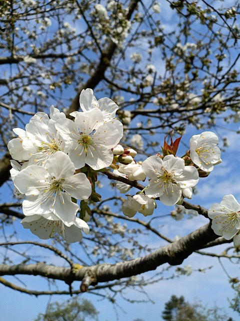 Bigarreau Napoleon Cherry Tree - Free photo on Pixabay