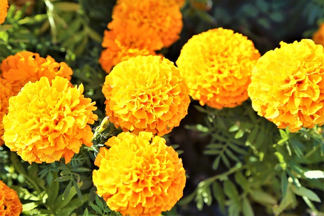 Flowers Yellow Color - Free photo on Pixabay