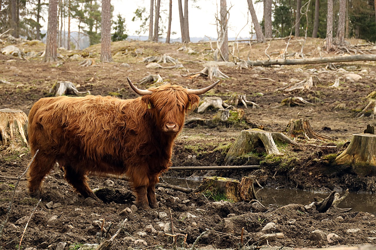 Cow Wildlife Outdoors - Free photo on Pixabay - Pixabay