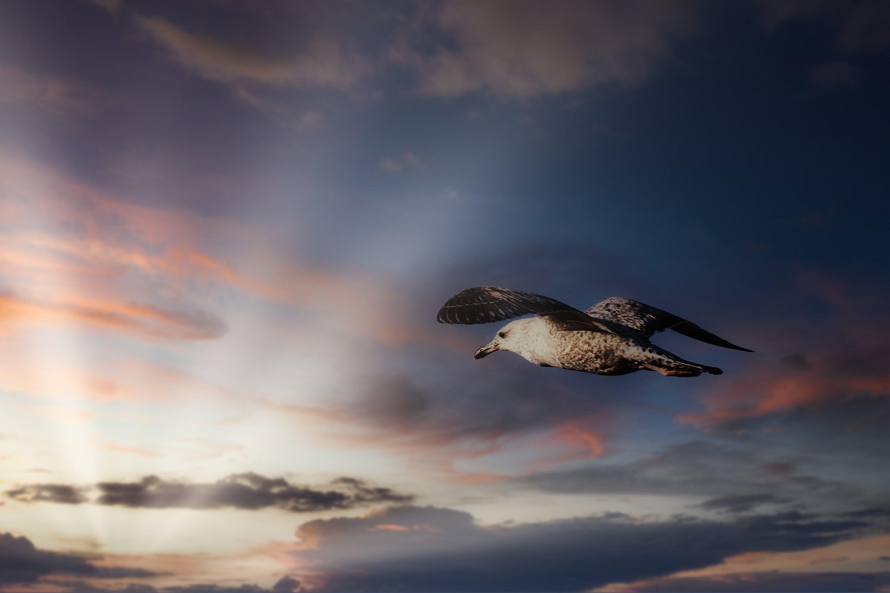 Möwe Sonnenuntergang Fliegen - Kostenloses Foto auf Pixabay - Pixabay