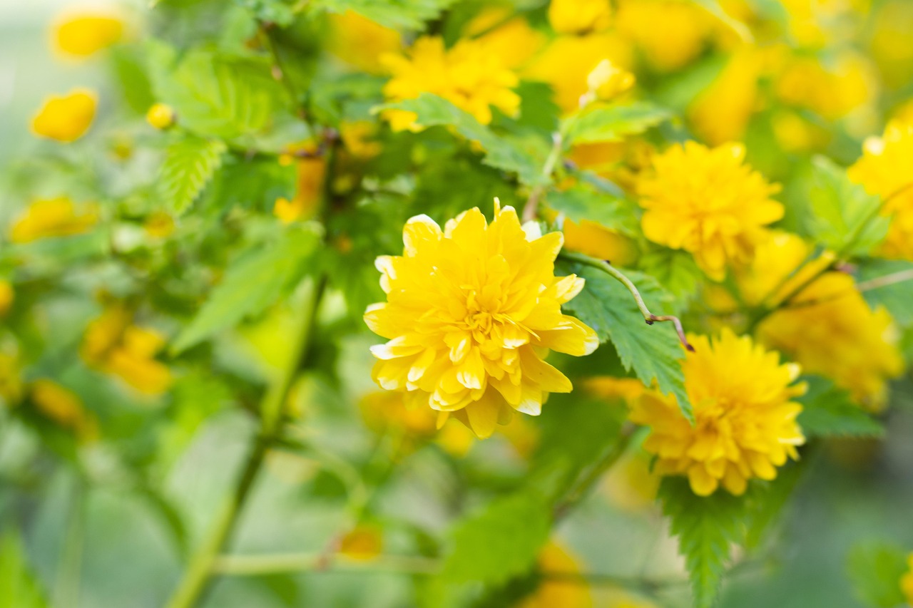 Yellow Flower Plant - Free photo on Pixabay - Pixabay